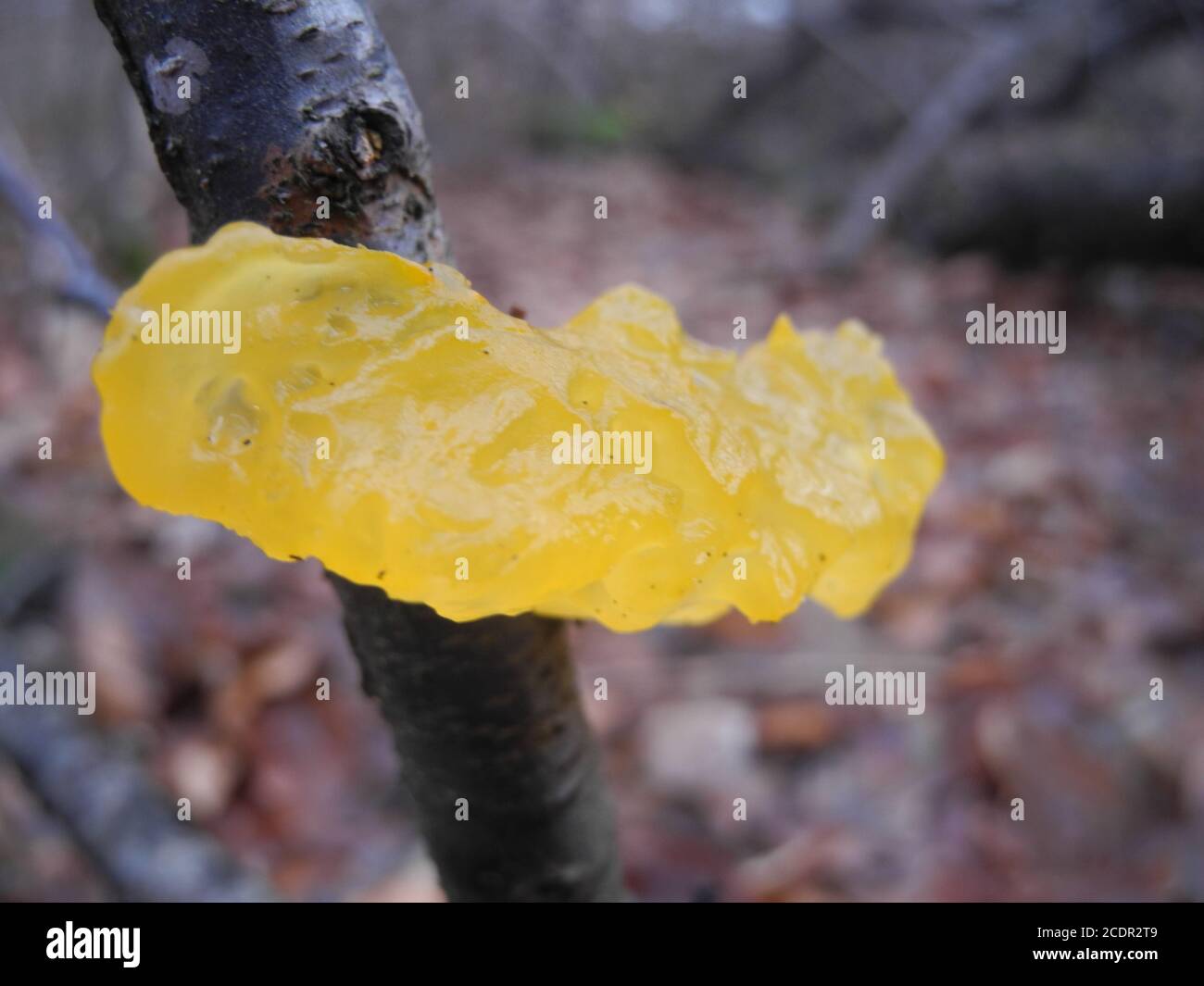 Myxomycota hi-res stock photography and images - Alamy