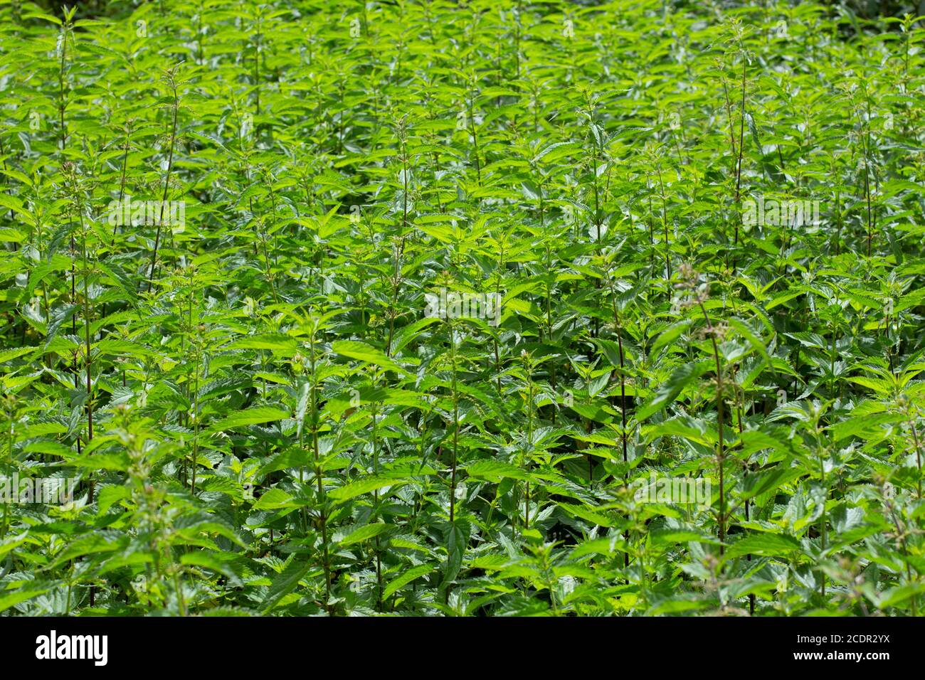 Field of stinging nettle,also called Urtica dioica or Brennnessel Stock ...