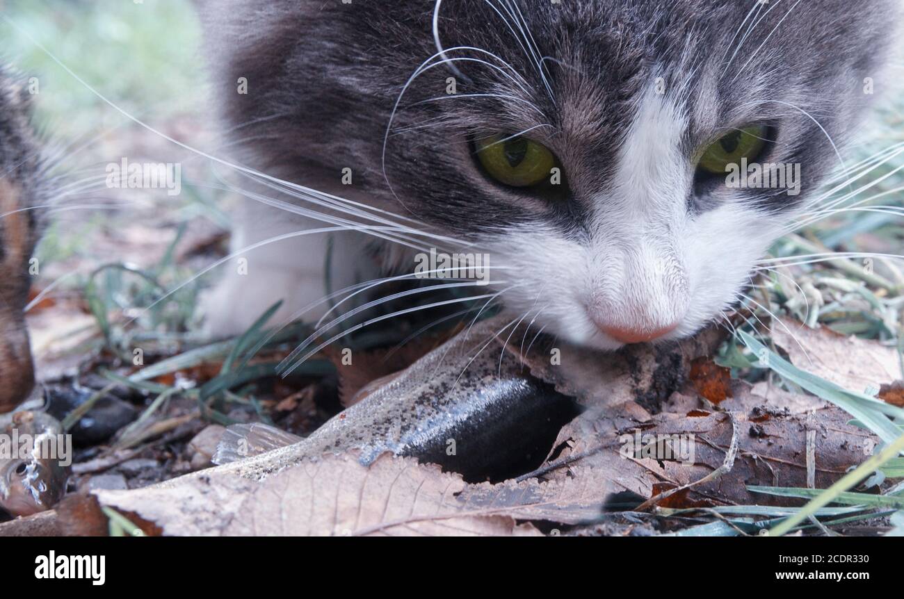 Eat cat fish hi-res stock photography and images - Alamy