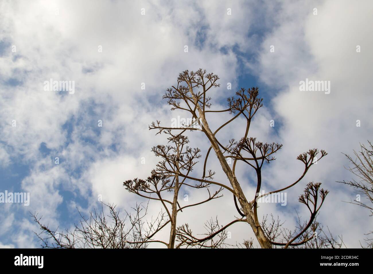 Agave americana large tree-like flowers Stock Photo - Alamy