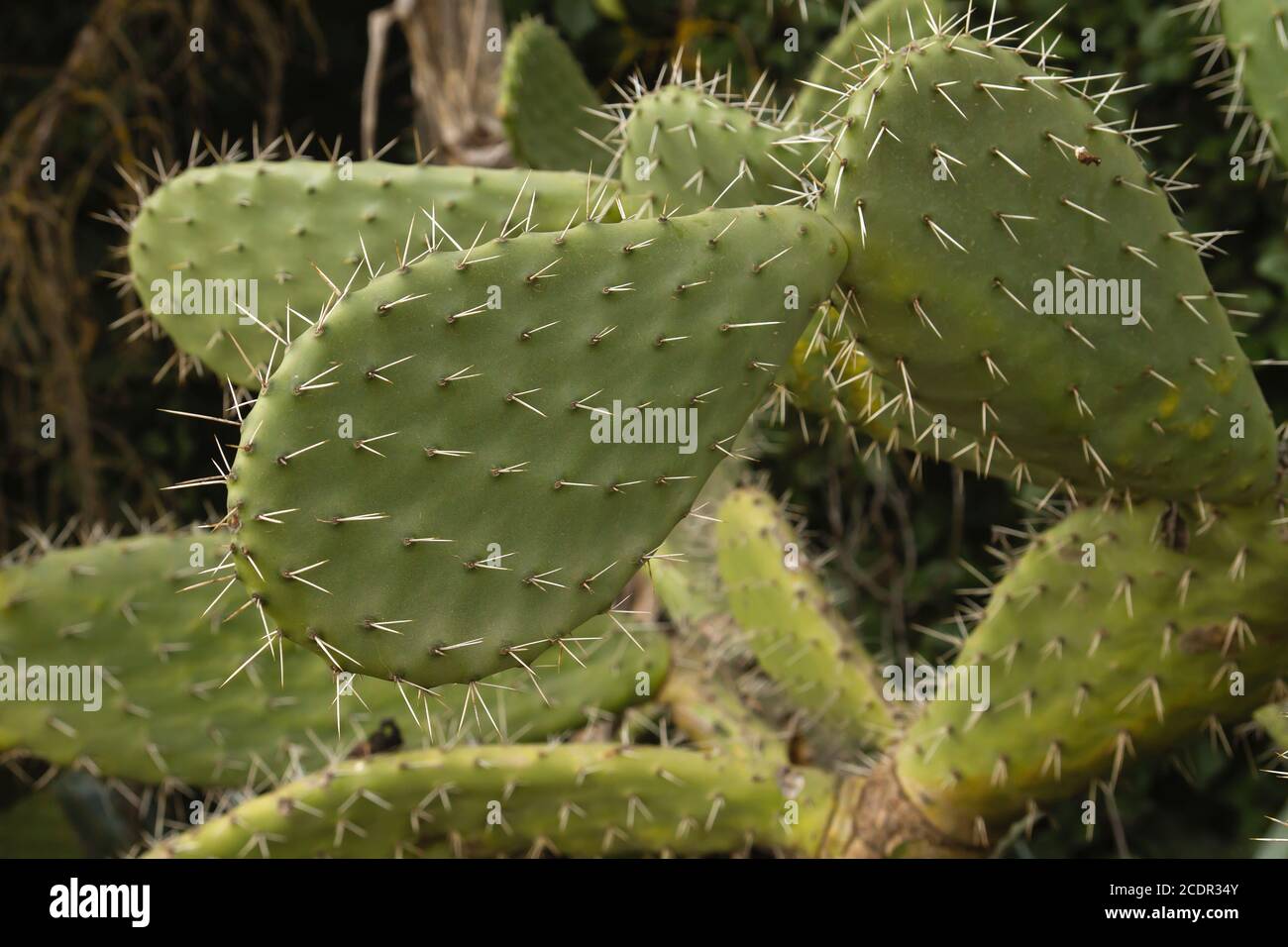 Growing nopal hi-res stock photography and images - Alamy