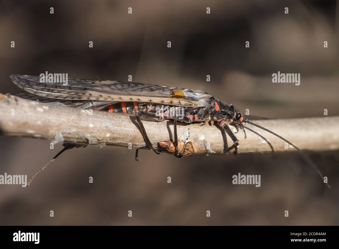 Plecoptera hi-res stock photography and images - Alamy