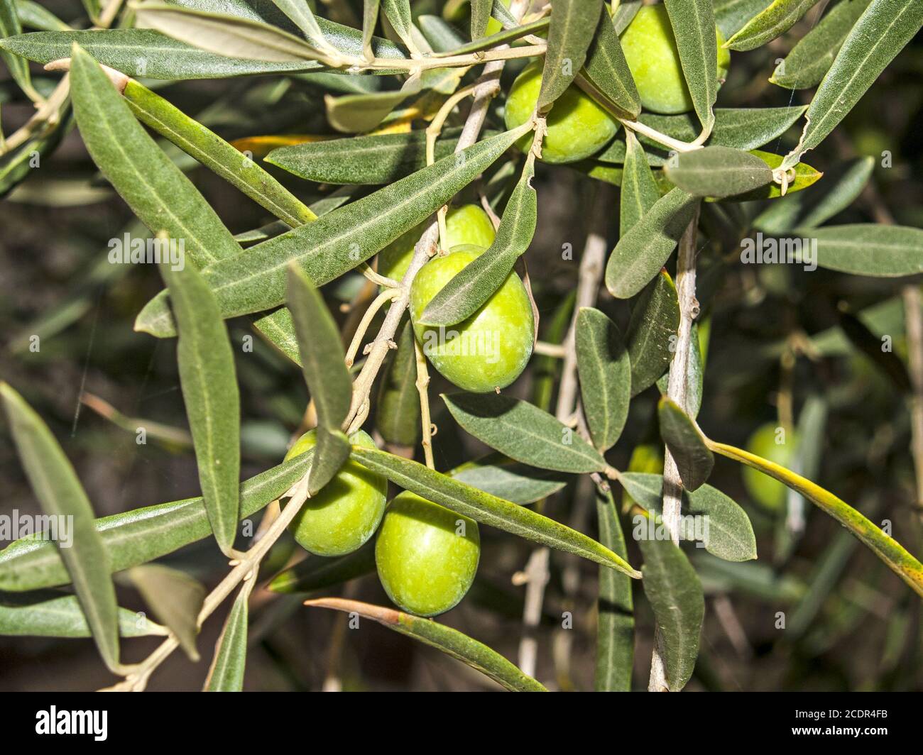 Olive planting hi-res stock photography and images - Alamy