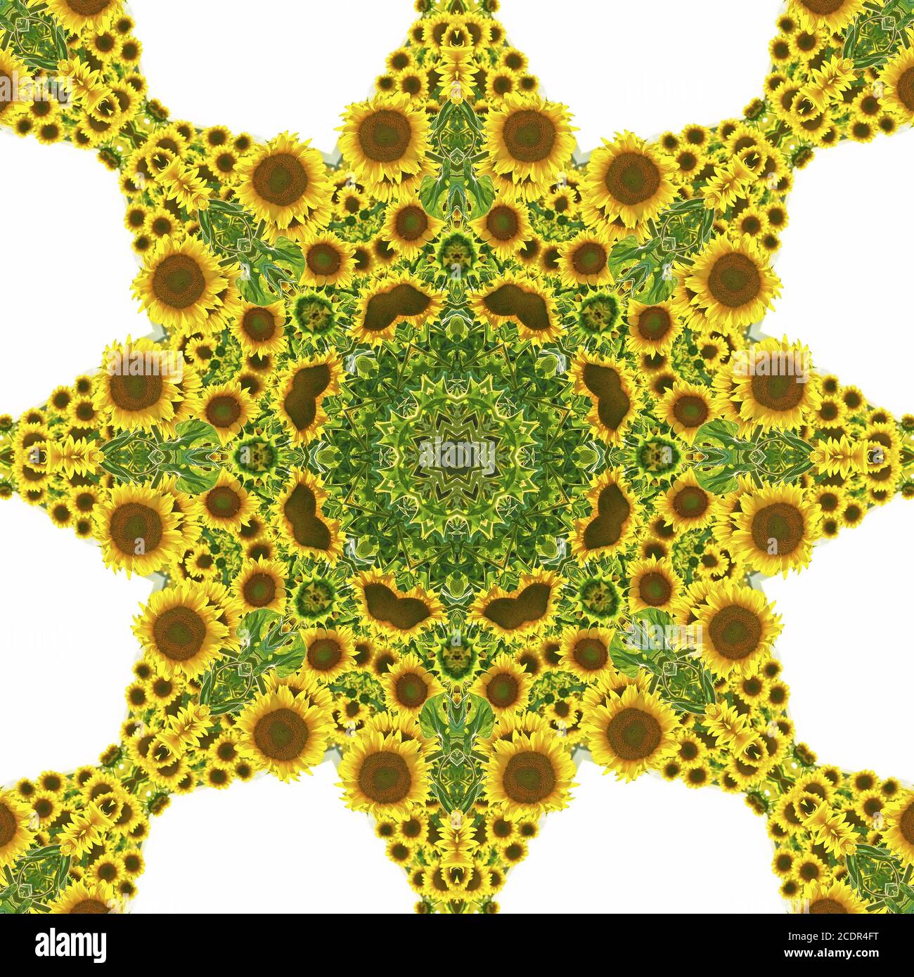 Kaleidoscope with natural motives of sunflowers Stock Photo - Alamy