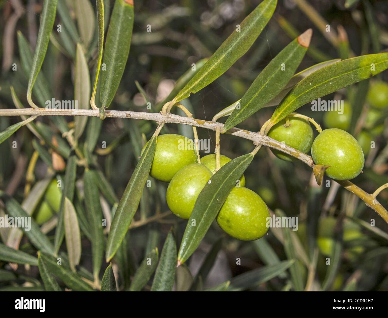 Olives on an olive tree at autumn Stock Photo - Alamy