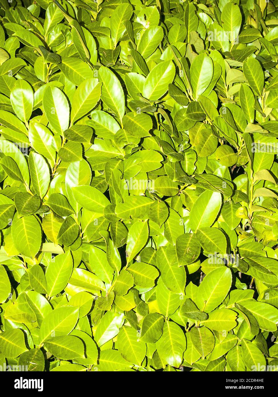 Natural tree texture hi-res stock photography and images - Alamy