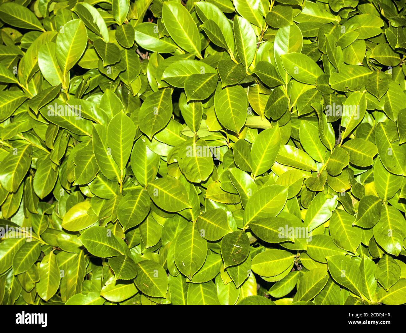 Natural tree texture hi-res stock photography and images - Alamy