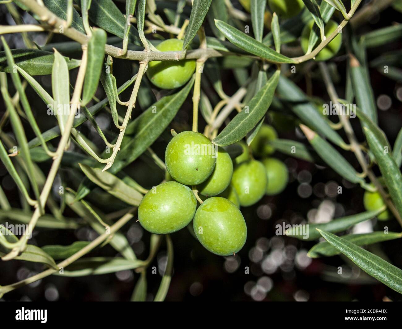 On olive tree hi-res stock photography and images - Alamy