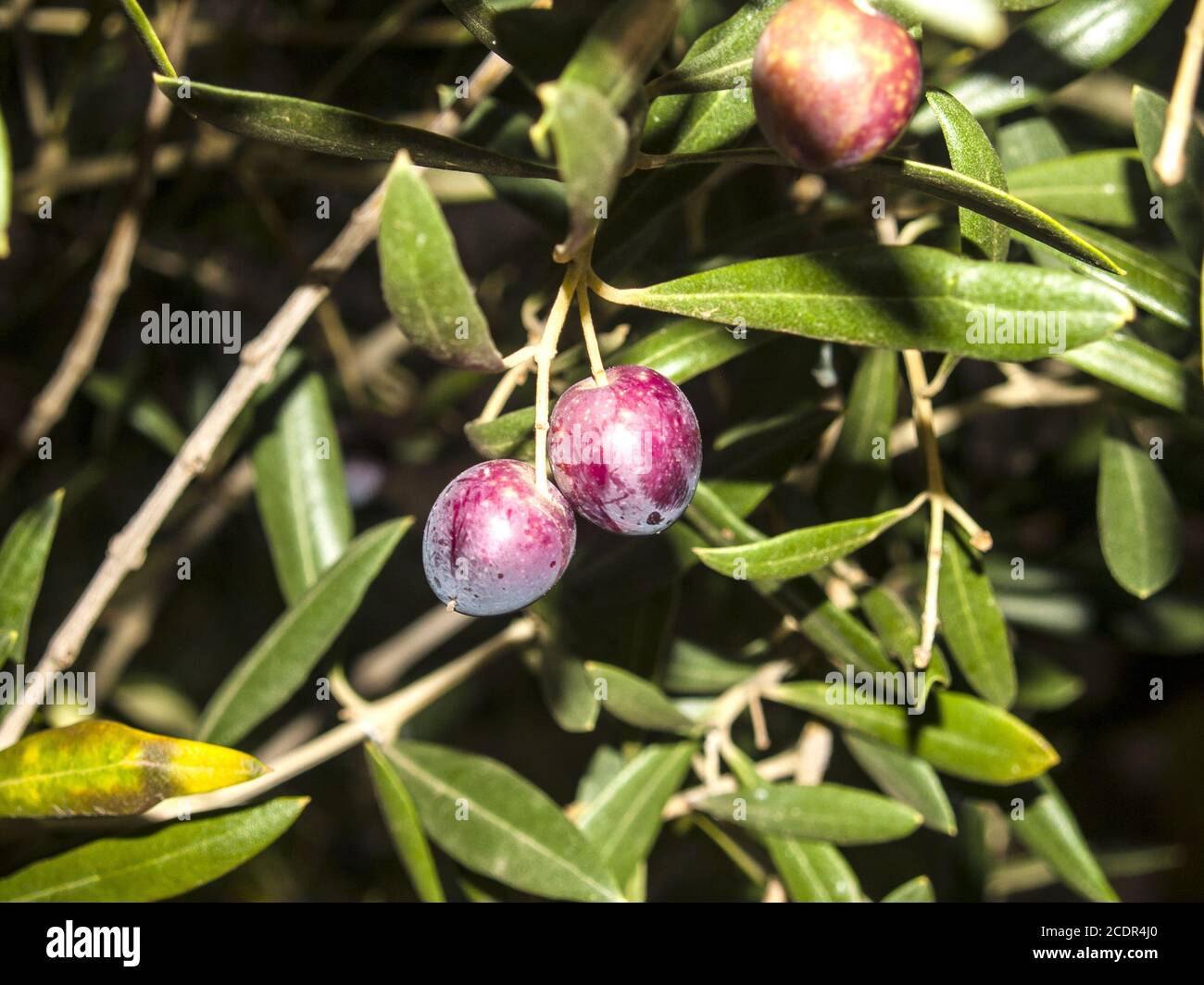 Black Olive Tree High Resolution Stock Photography and Images - Alamy