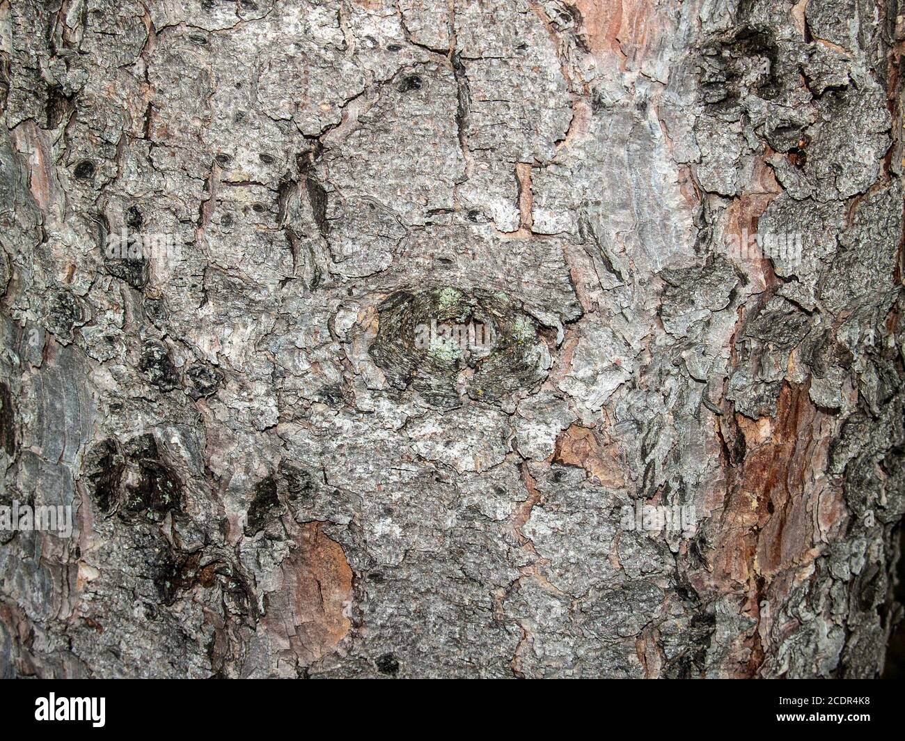 Natural texture of a tree bark Stock Photo - Alamy