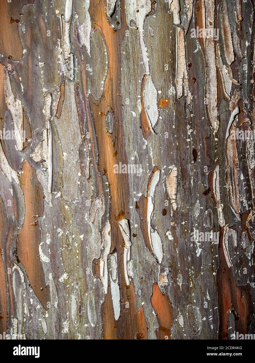 Natural texture of a tree bark Stock Photo - Alamy