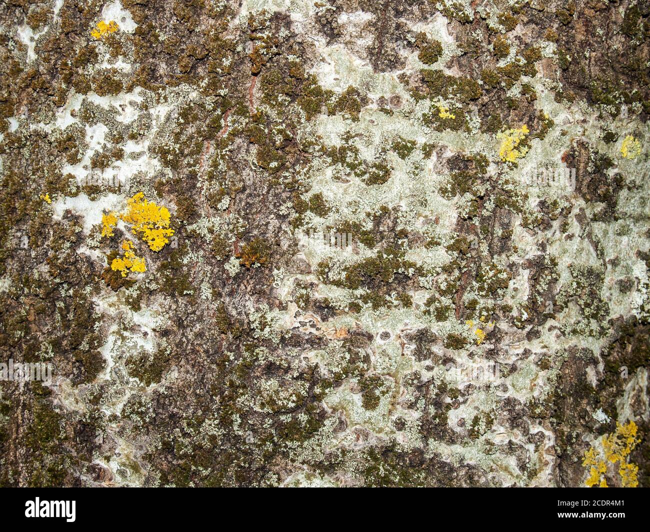 Natural texture of a tree bark Stock Photo - Alamy