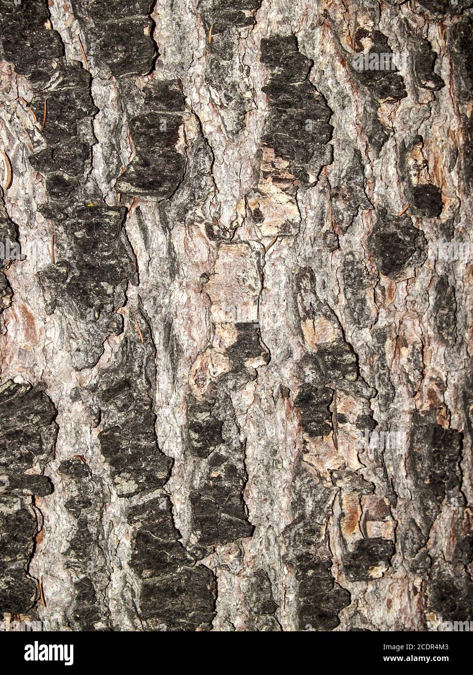 Natural texture of a tree bark Stock Photo - Alamy