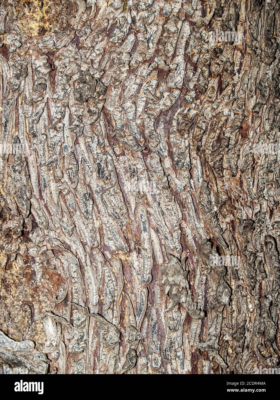 Natural texture of a tree bark Stock Photo - Alamy