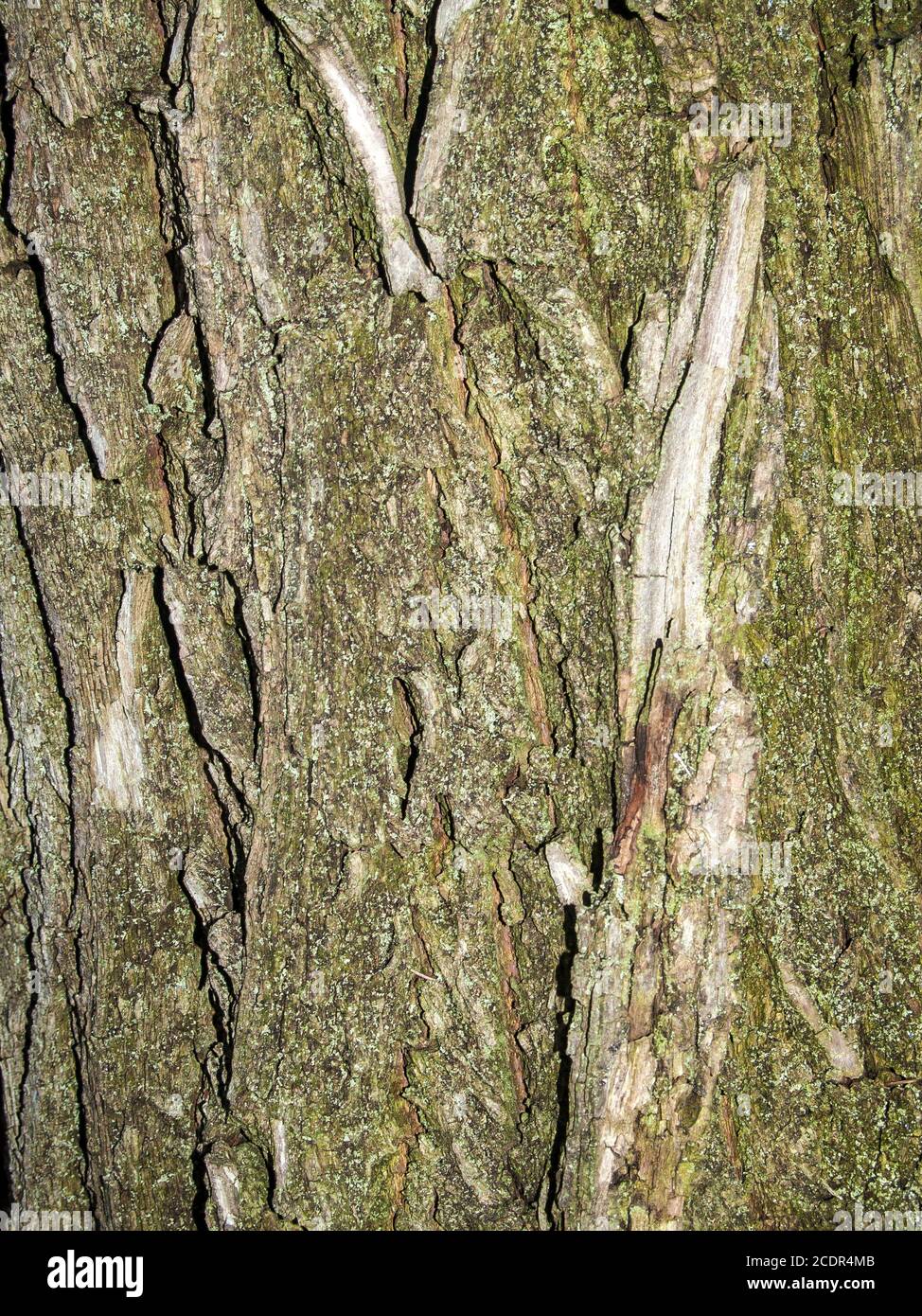 Natural texture of a tree bark Stock Photo - Alamy