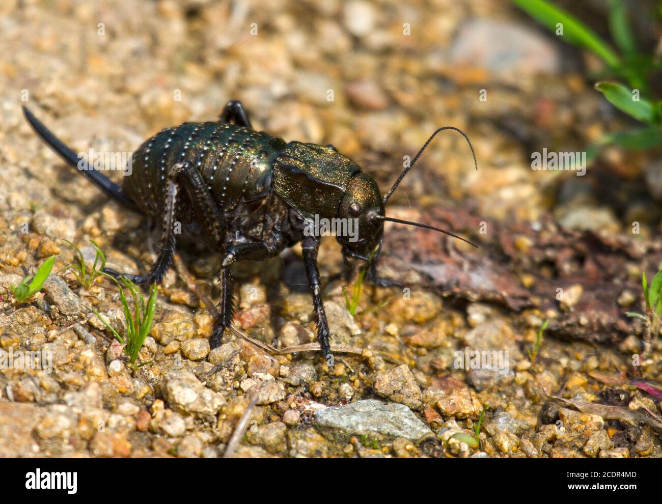 Macin romania hi-res stock photography and images - Alamy