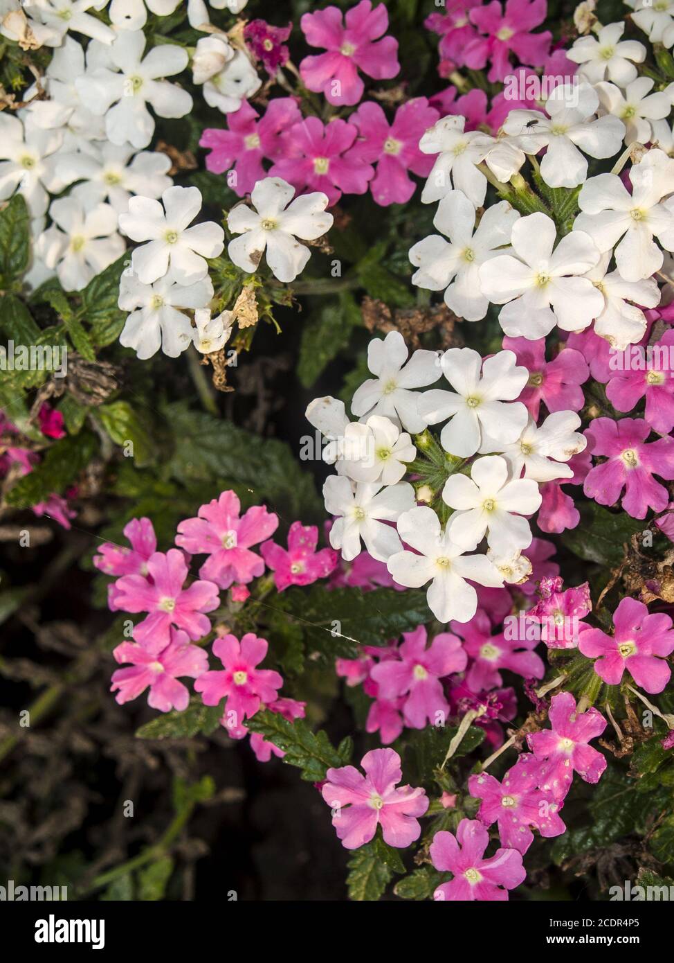 Various flowers in white hi-res stock photography and images - Alamy