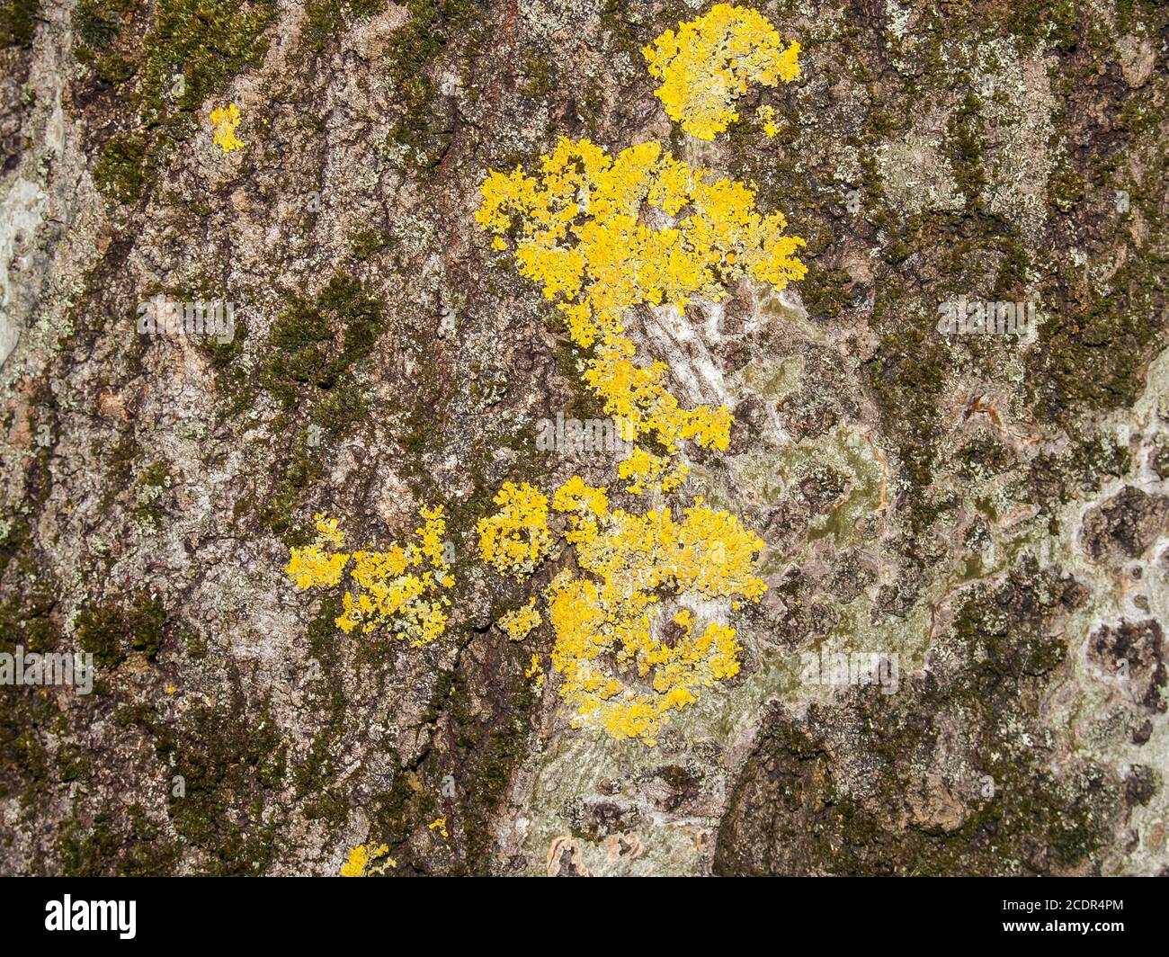 Natural texture of a tree bark Stock Photo - Alamy