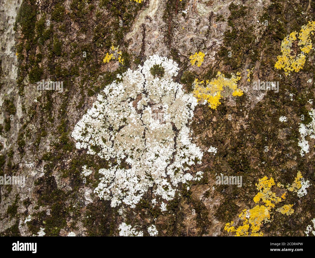 Natural texture of a tree bark Stock Photo - Alamy