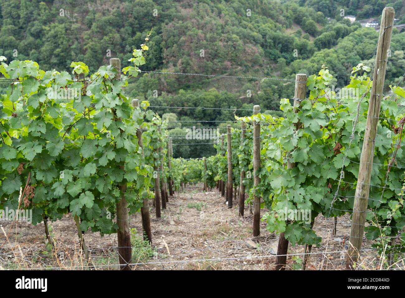 Green unripe grapes on a vine with leaves in a vinyard Vitis vinifera ...