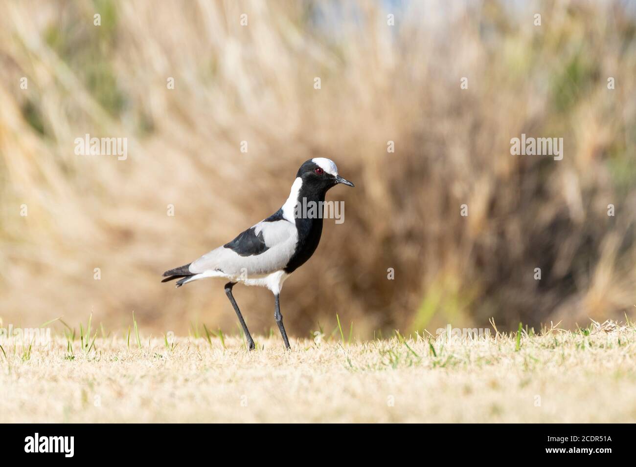Blacksmith Lapwing, formerly Blacksmith Plover, (Vanellus armatus) on ...