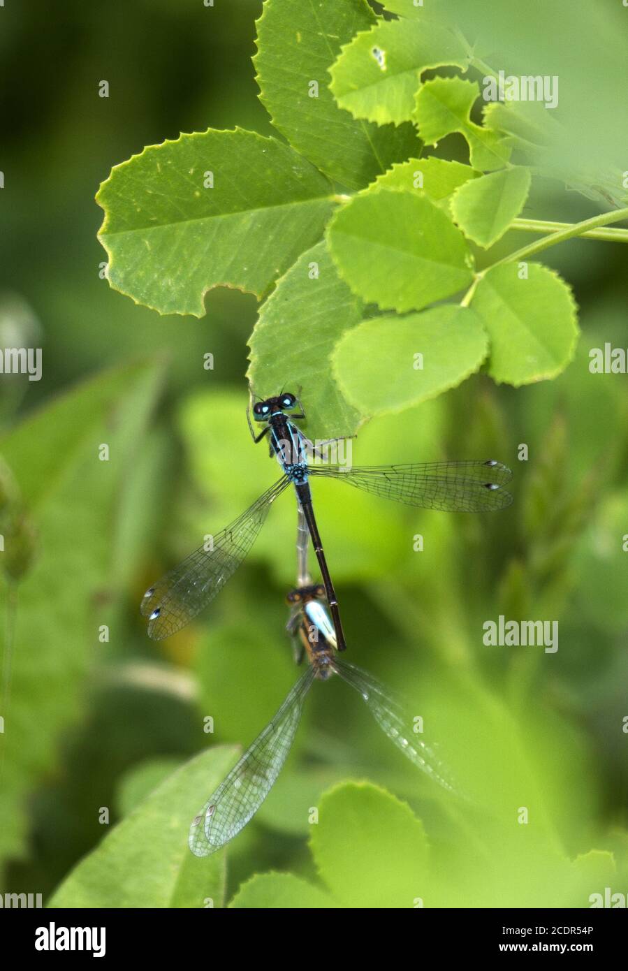Fly romania hi-res stock photography and images - Alamy