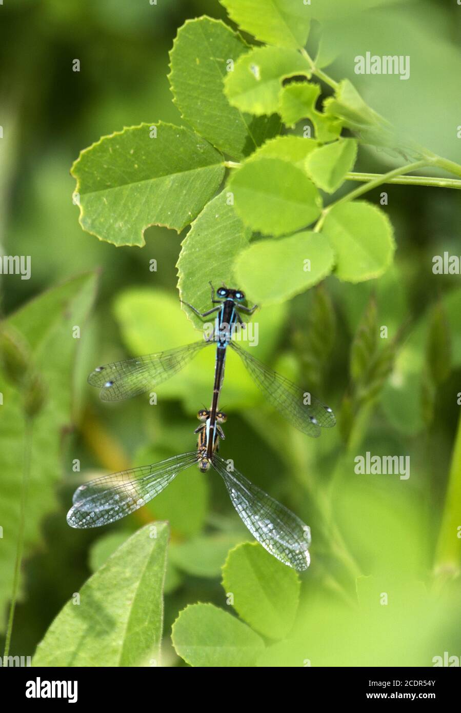 Fly romania hi-res stock photography and images - Alamy
