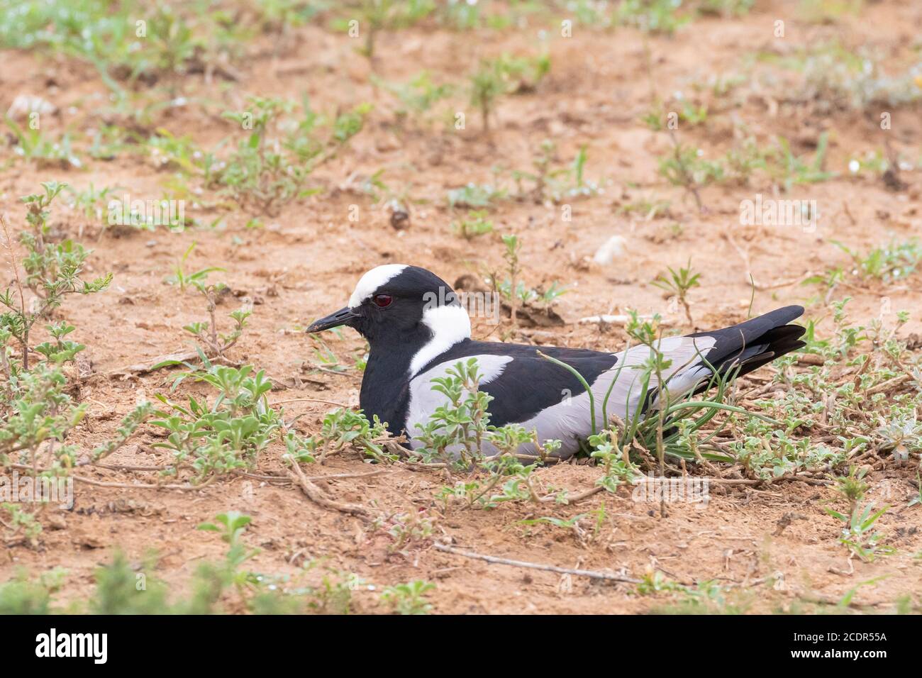 Blacksmith Lapwing Vanellus Armatus Hi Res Stock Photography And Images