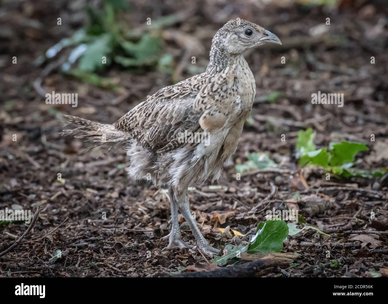 Baby pheasant hi-res stock photography and images - Alamy