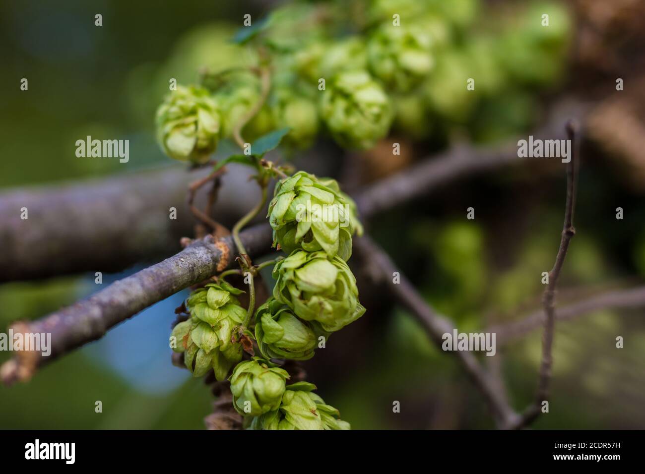Close up photo of hops hi-res stock photography and images - Alamy