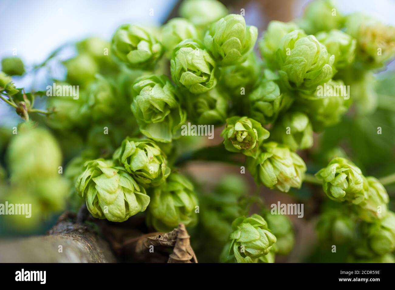 A photo of the hops farm Stock Photo - Alamy