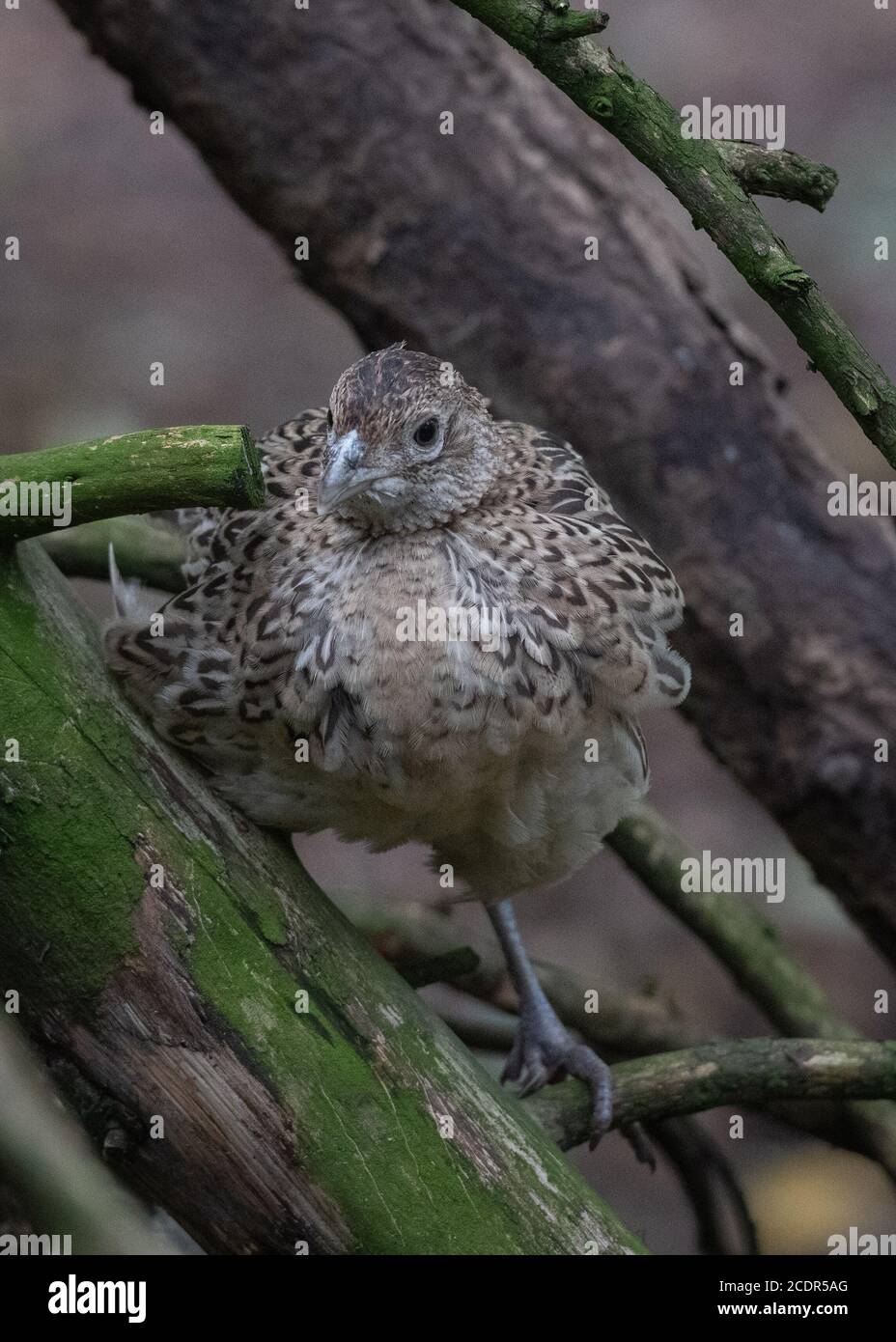 Baby pheasant uk hi-res stock photography and images - Alamy
