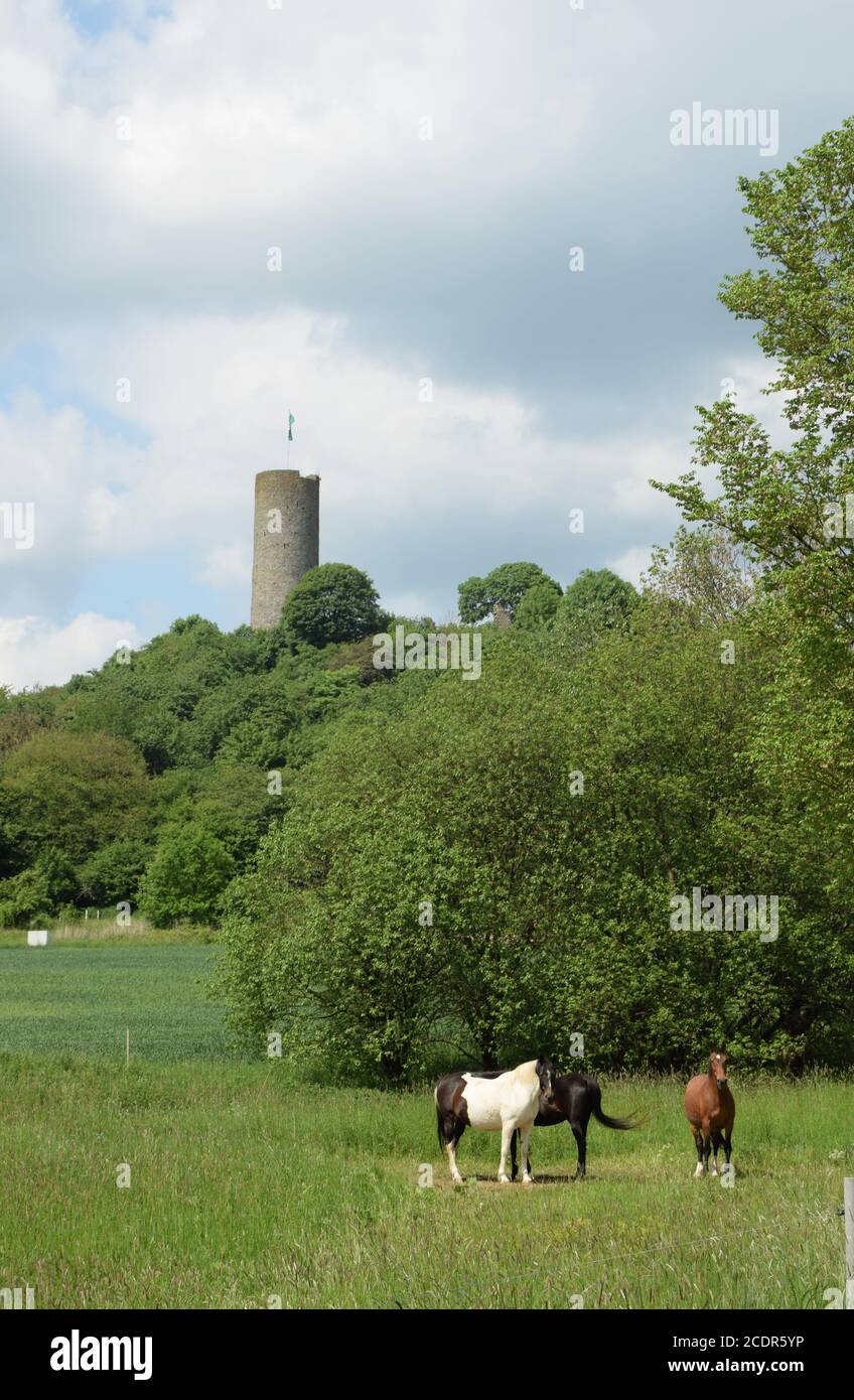 Horses at Hartenfels Castle in the Westerwald Forest Stock Photo - Alamy