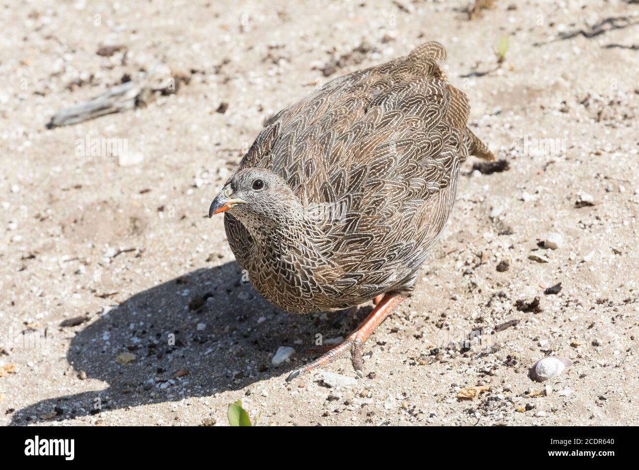 Cape Spurfowl or Cape Francolin (Pternistis capensis) on coastal dunes ...