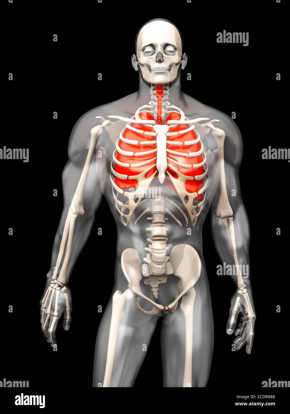 Human Anatomy visualization - the Lungs in a semi transparent Body ...