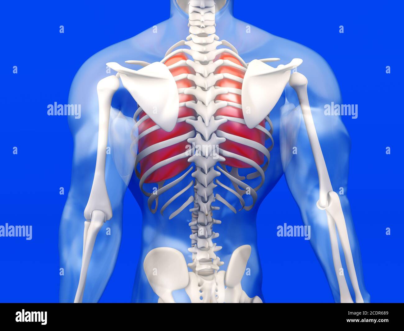 Human Anatomy visualization - the Lungs in a semi transparent Body ...