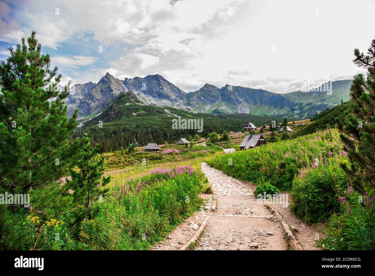 Green greap hi-res stock photography and images - Alamy