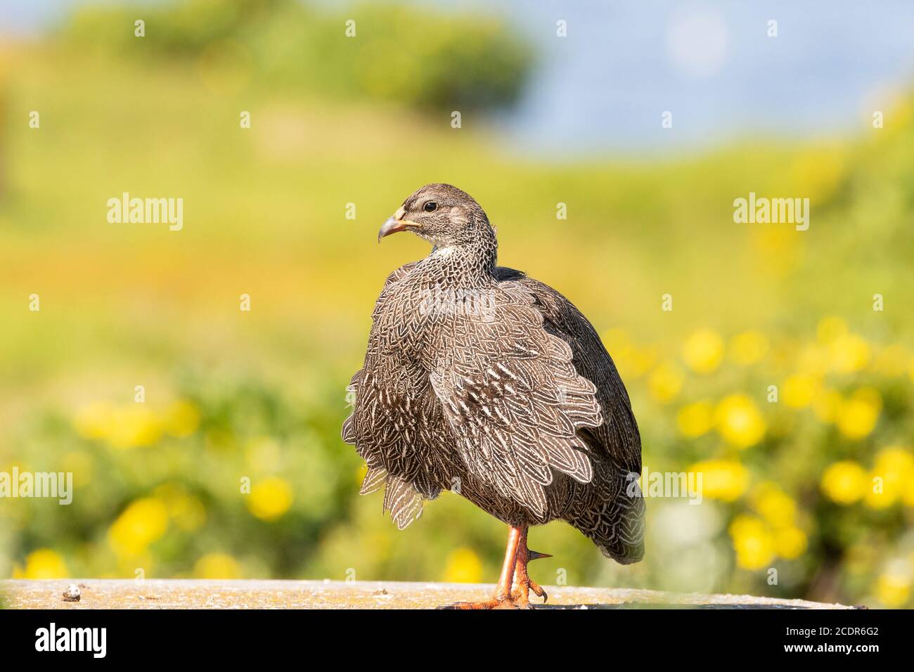 Cape Spurfowl or Cape Francolin (Pternistis capensis) against spring ...