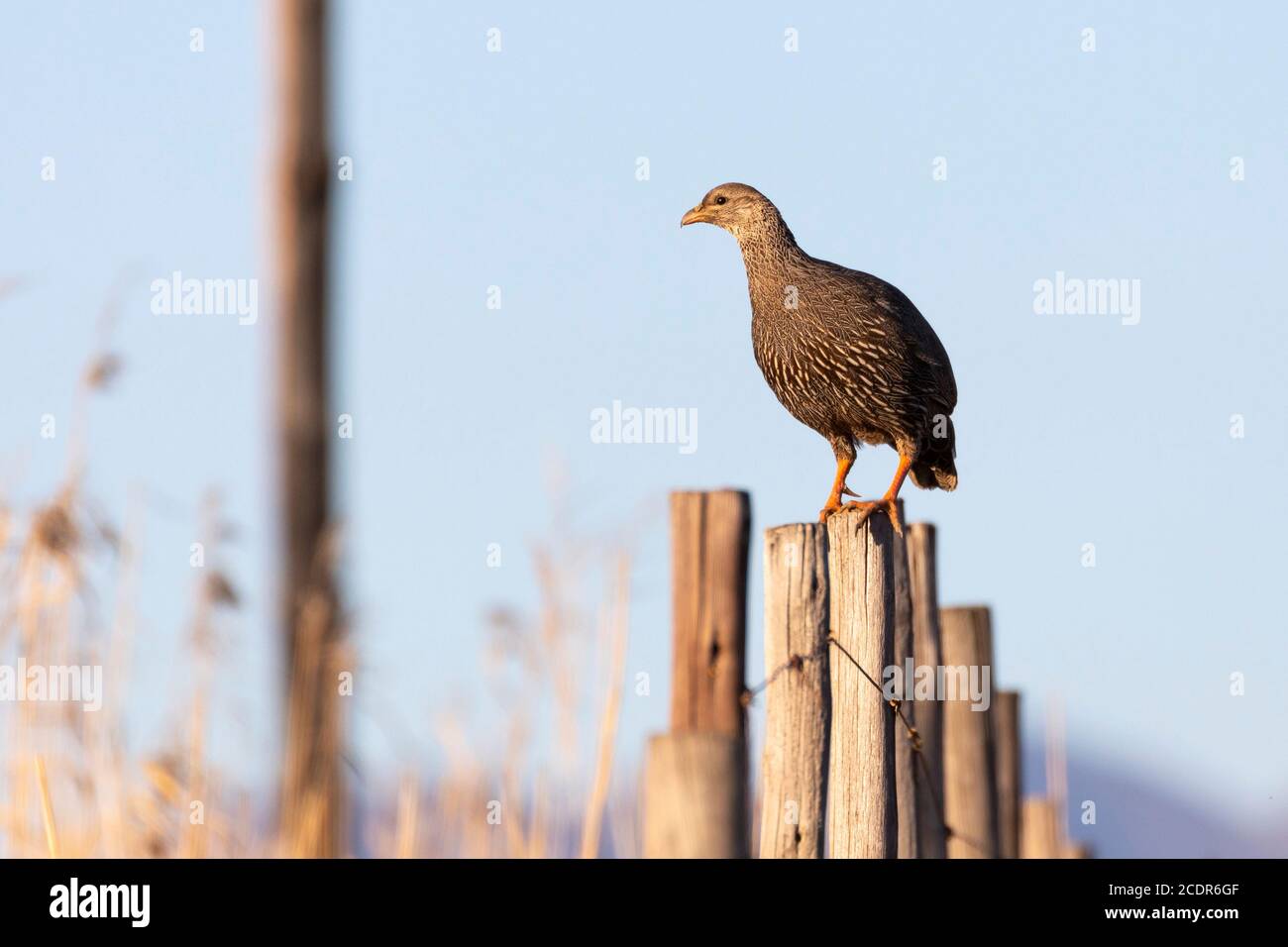 Cape Spurfowl or Cape Francolin (Pternistis capensis) perched on a farm ...