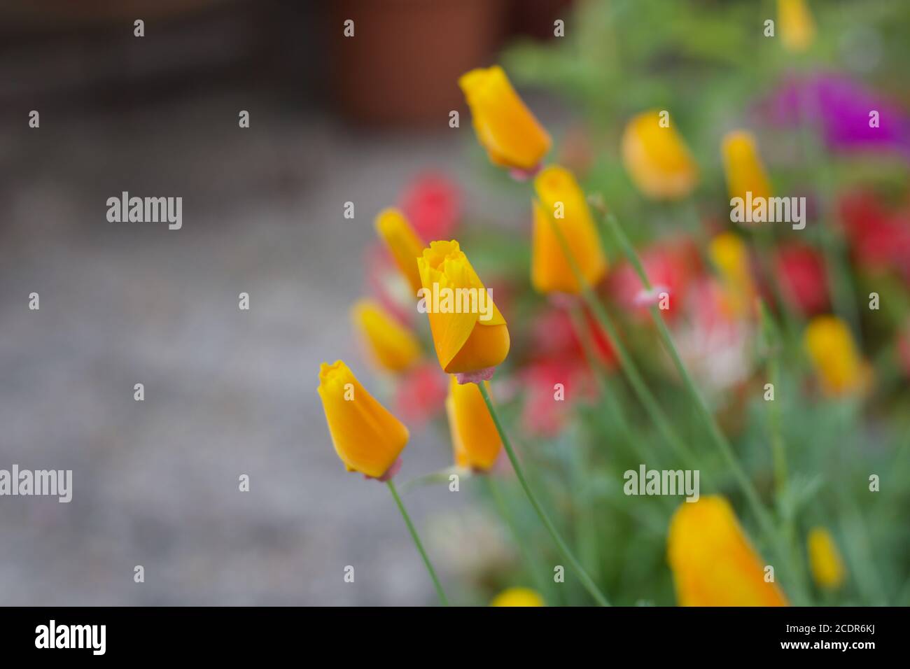 Deep yellow flowers hi-res stock photography and images - Alamy