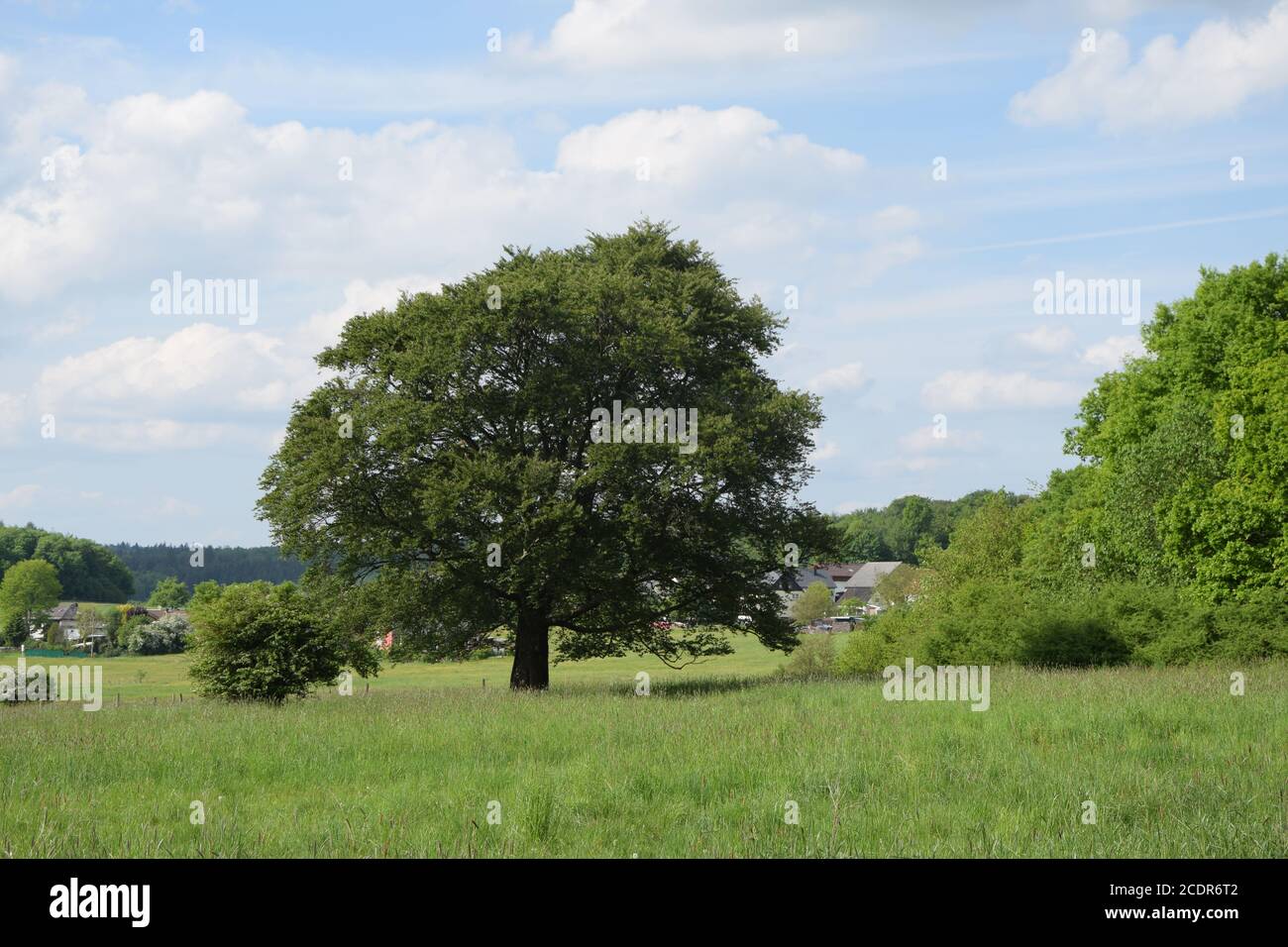 Tree in the Westerwald forest Stock Photo - Alamy