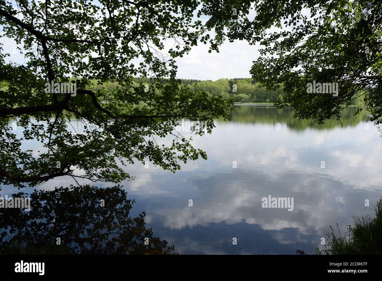 Hofmannsweiher in the Westerwald Forest Stock Photo - Alamy
