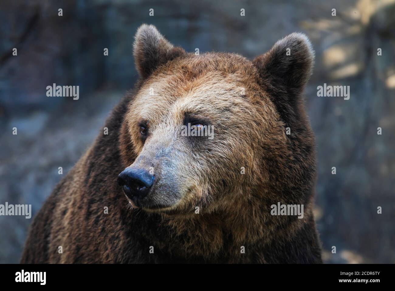 Bear sniffing hi-res stock photography and images - Alamy