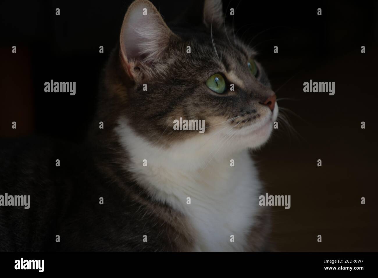 Photography of cat hi-res stock photography and images - Alamy