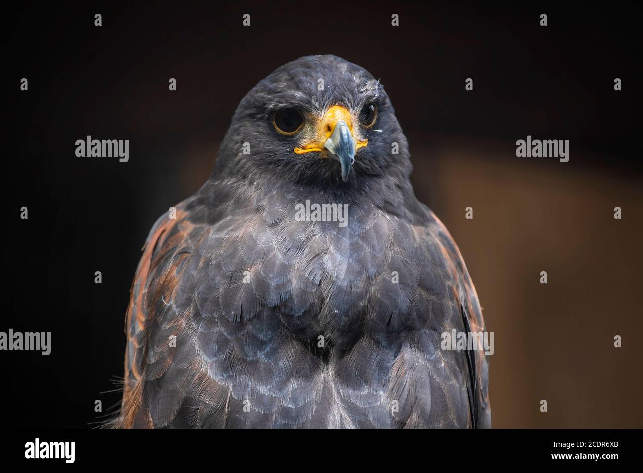 Member of the genus buteo hi-res stock photography and images - Alamy