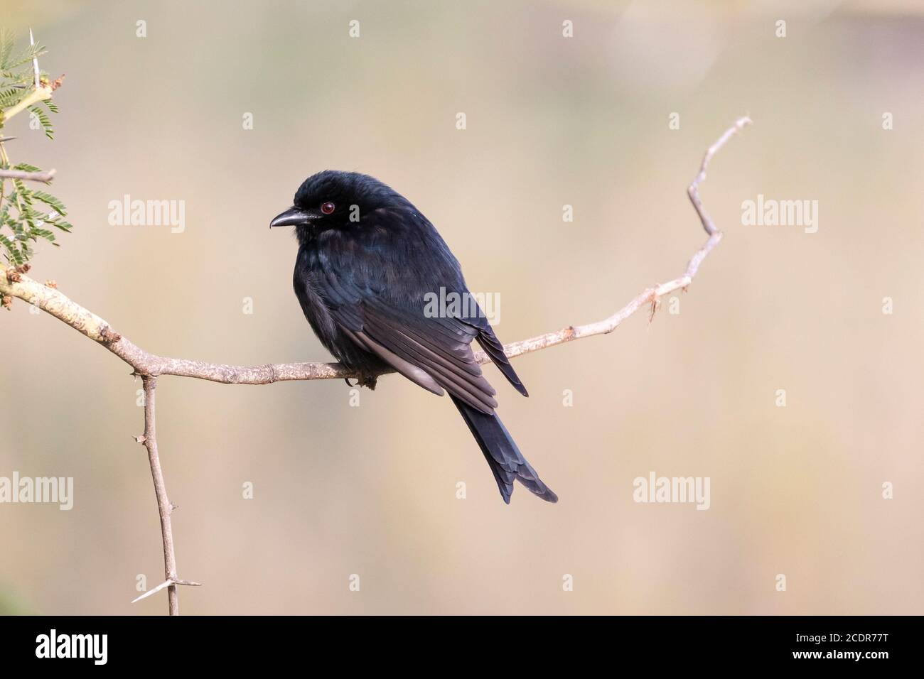 Fork-tailed Drongo (Dicrurus adsimilis) perched on a branch in morning ...
