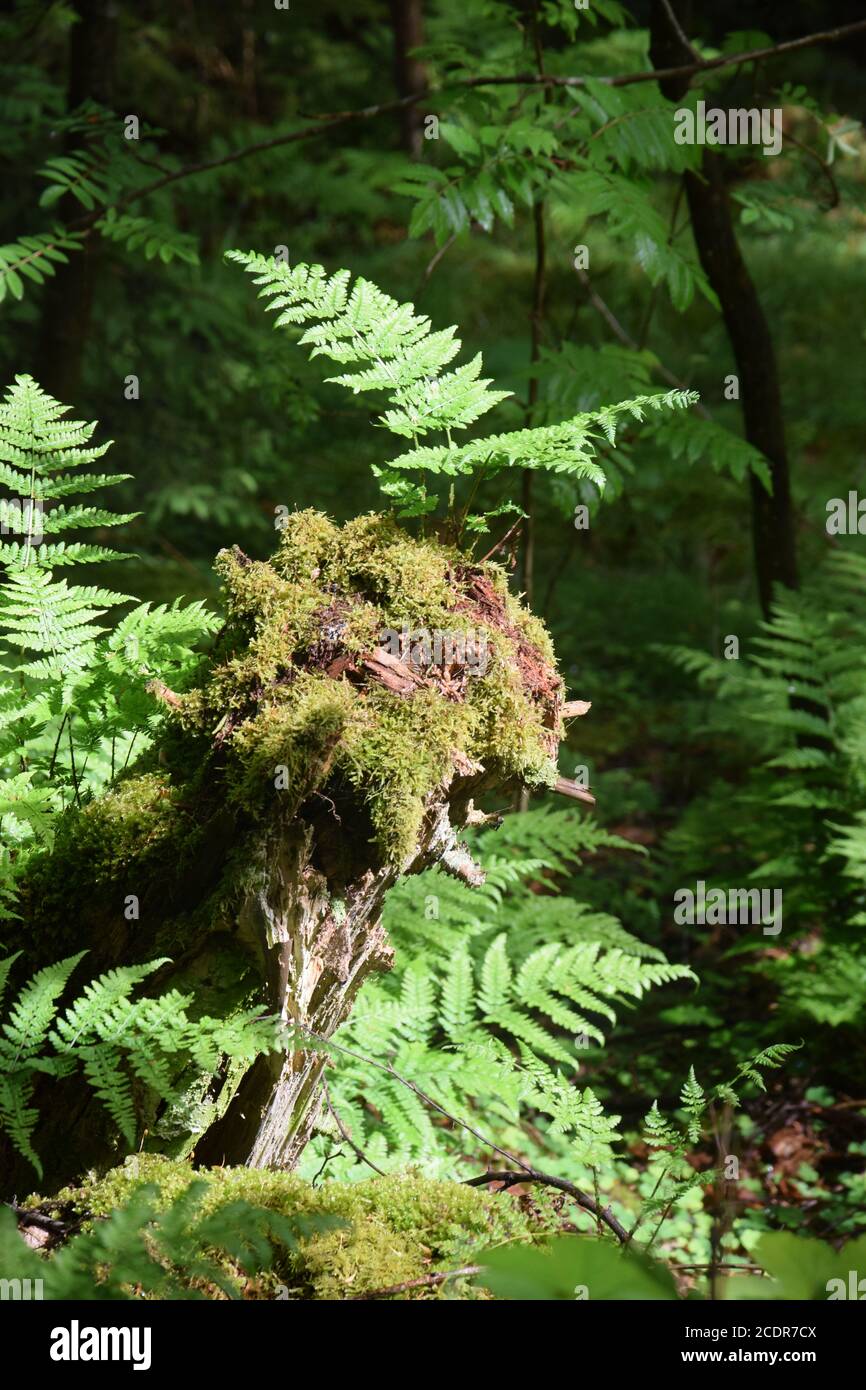 Fern on a tree stump Stock Photo - Alamy