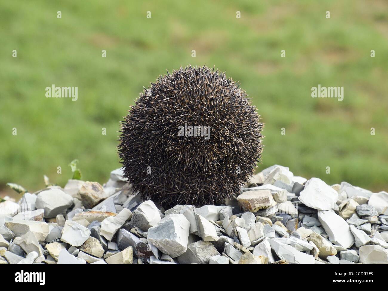 Hedgehog on a pile of rubble. Hedgehog curled up into a ball Stock ...