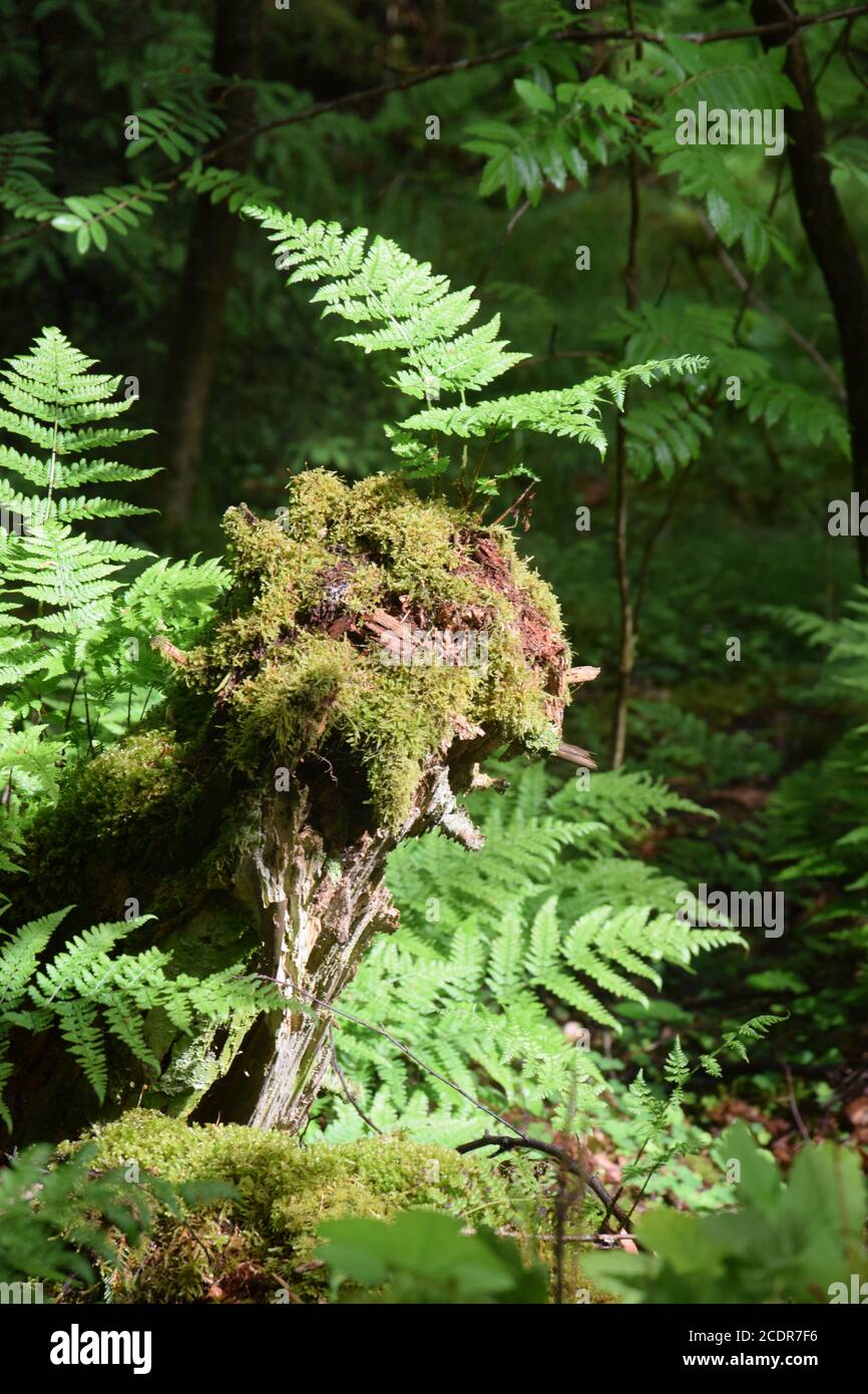 Fern on a tree stump Stock Photo - Alamy
