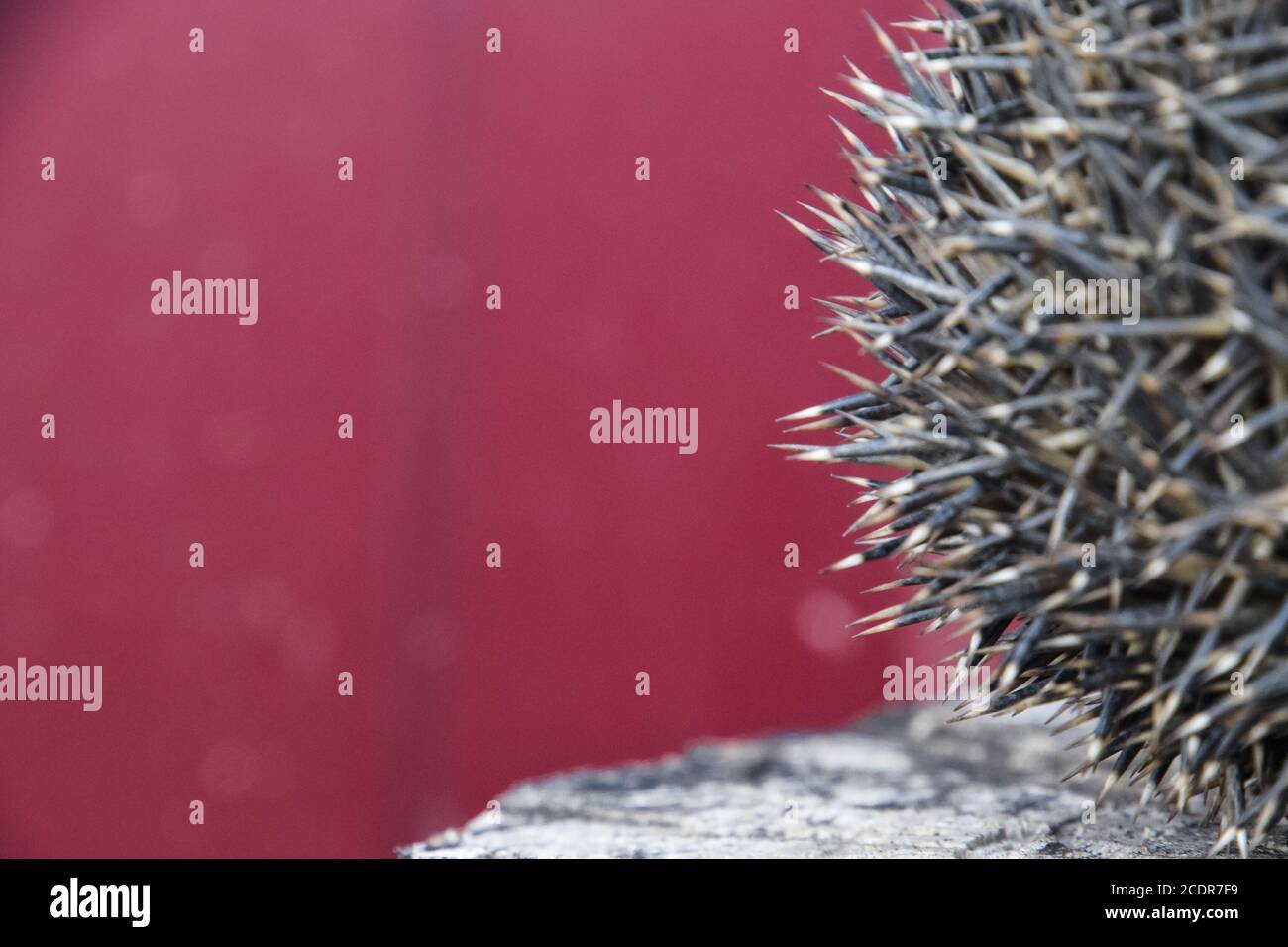 Hedgehog ball hi-res stock photography and images - Alamy